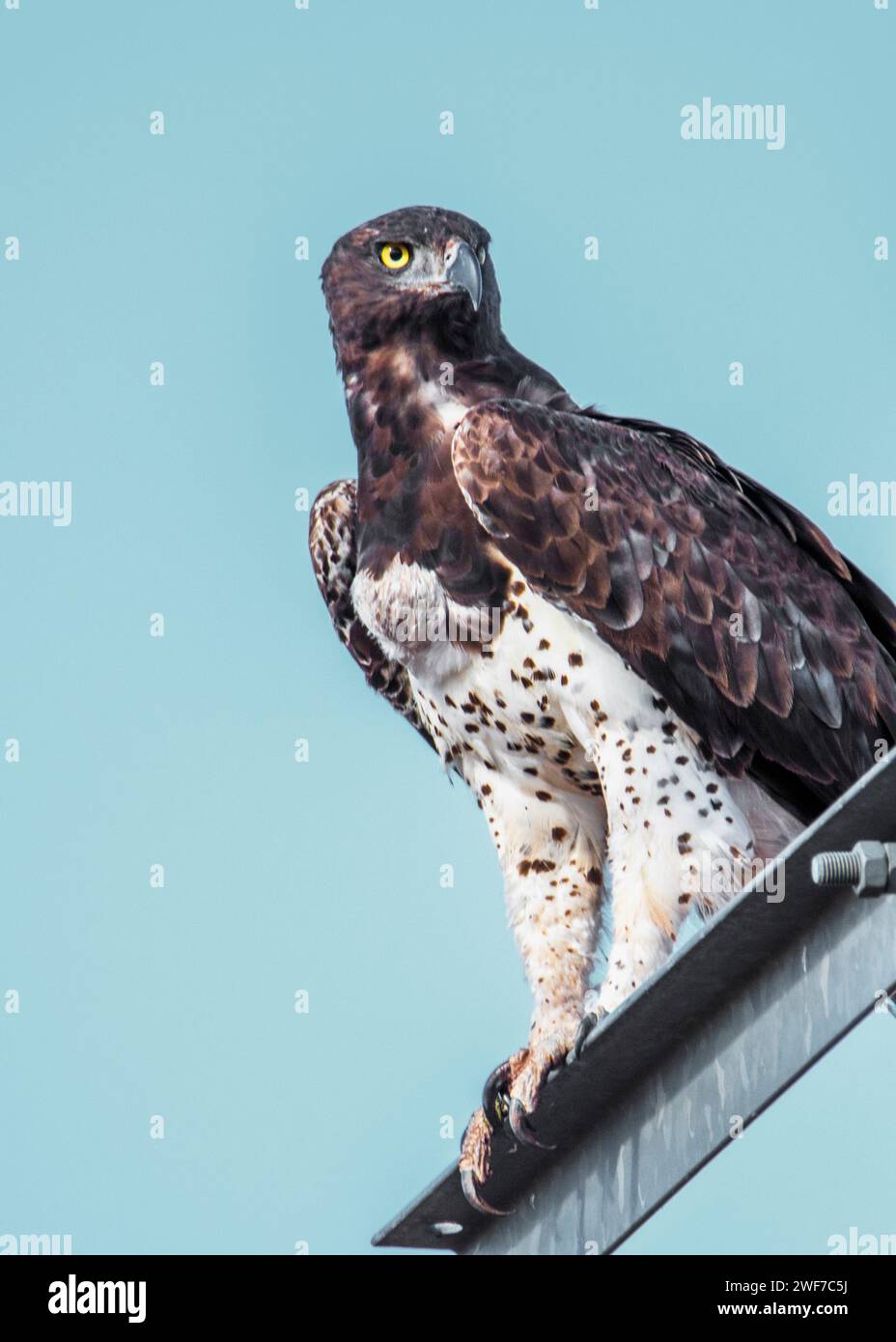 African Hawk Eagle Namibia Stock Photo - Alamy