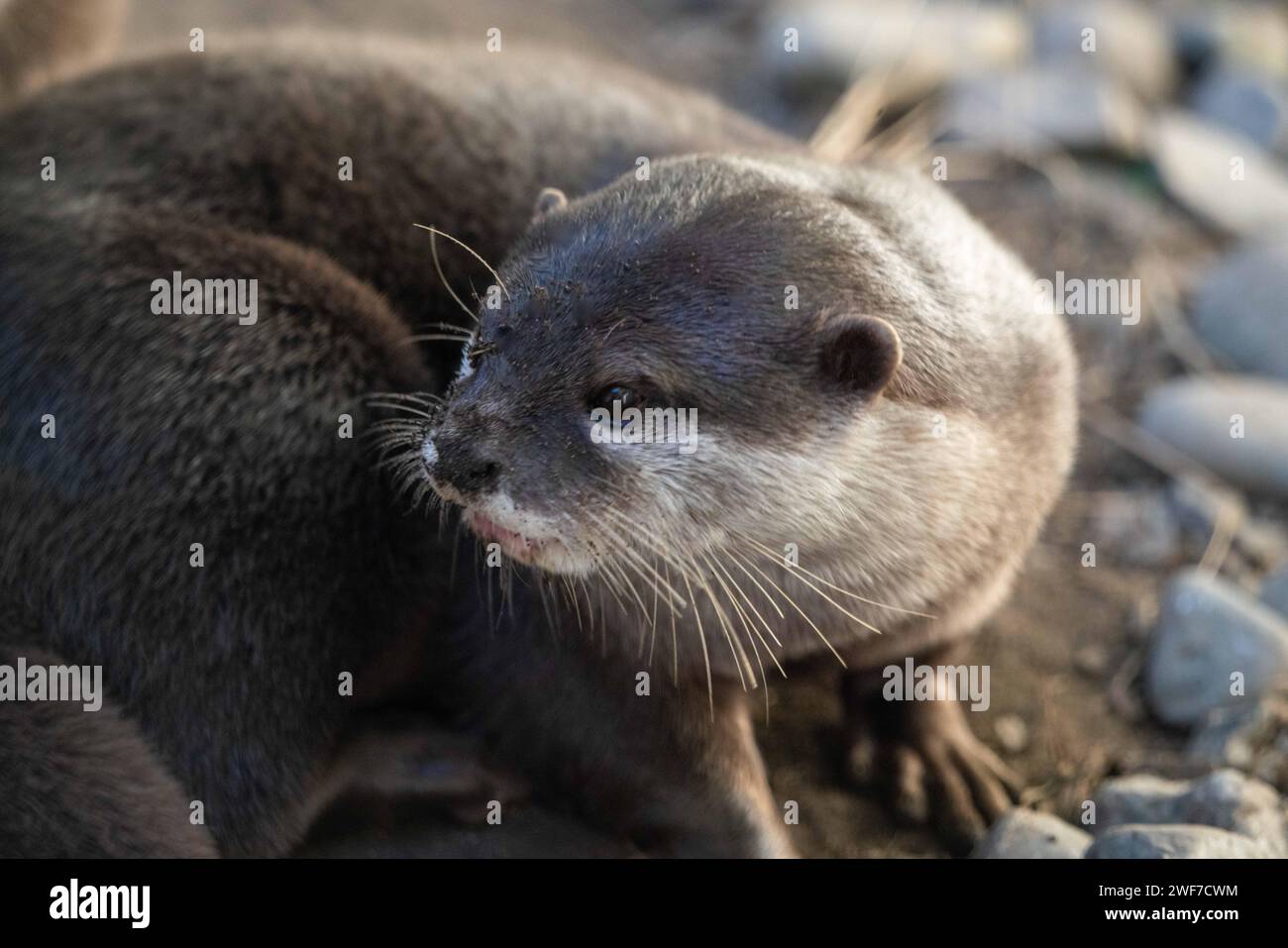 A Cute otter with expressive face sitting by rocks Stock Photo - Alamy