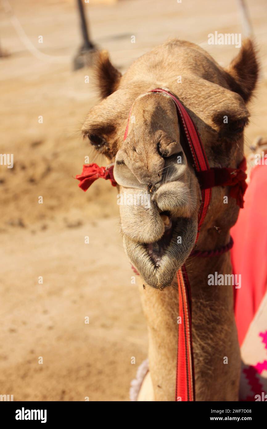 Funny camel face hi-res stock photography and images - Alamy