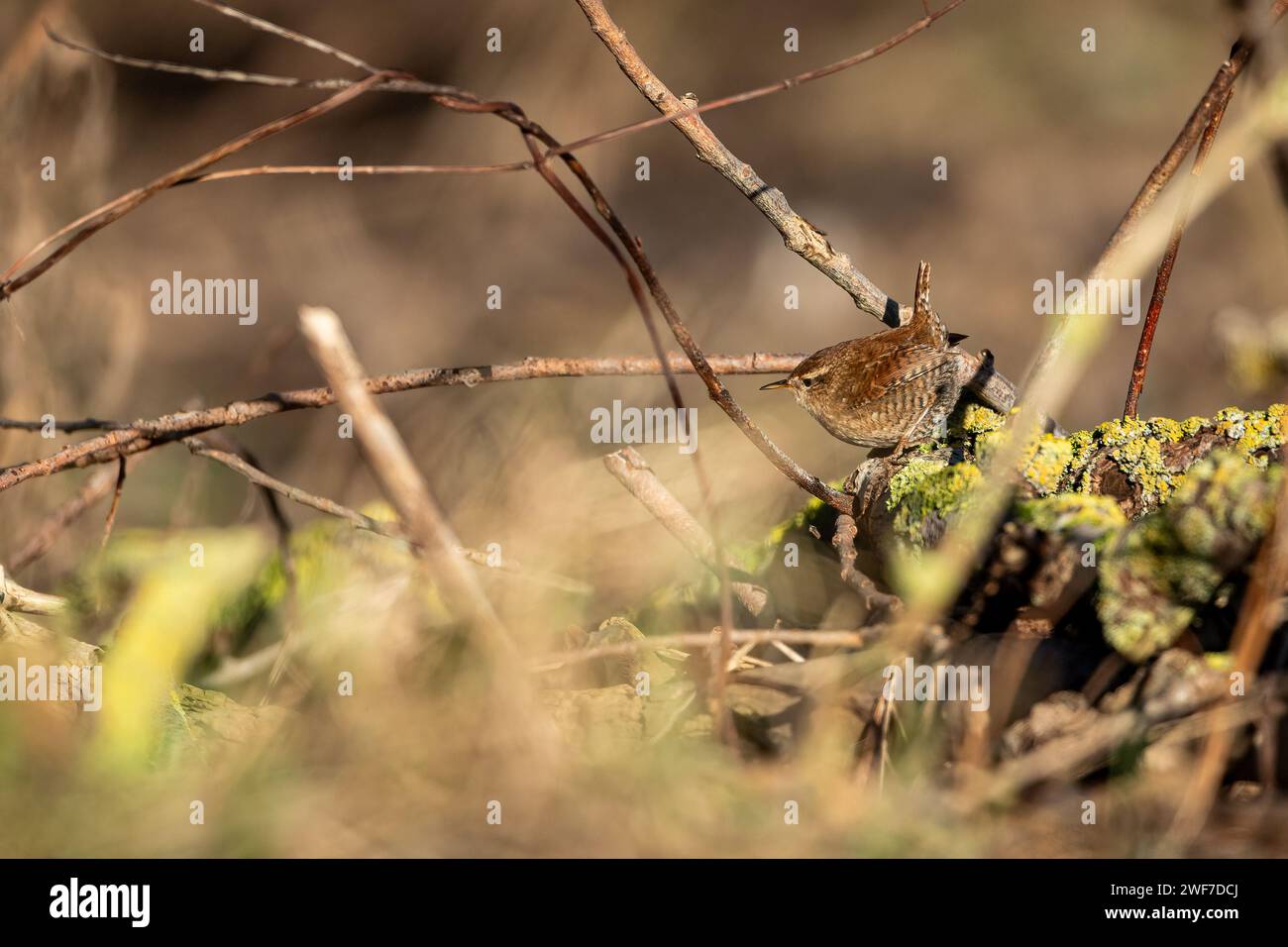 A Wren In the wild Stock Photo - Alamy