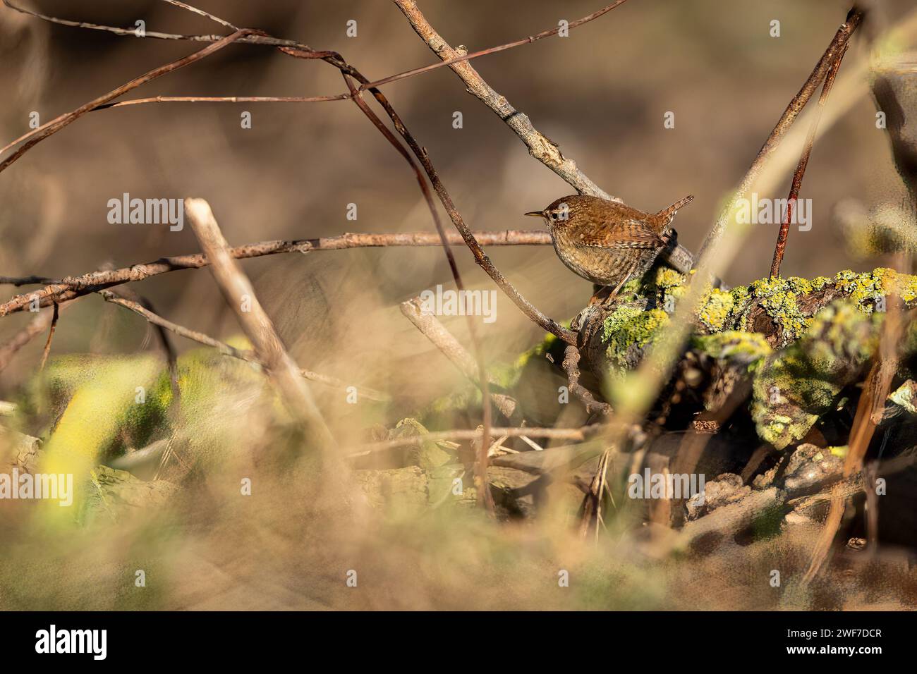 A Wren In the wild Stock Photo - Alamy