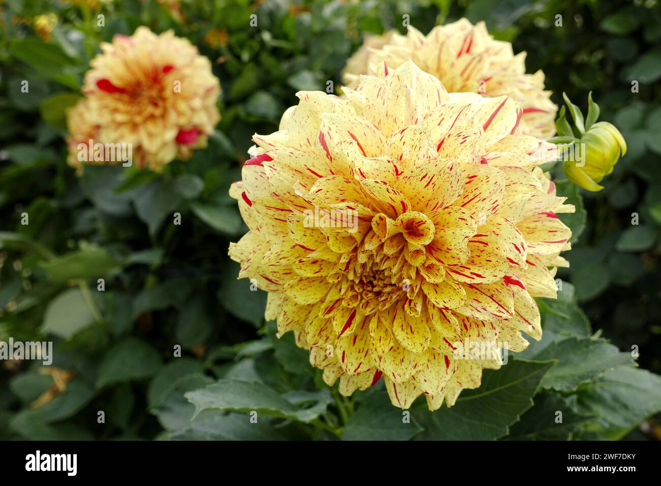 Orange dahlias garden plant hi-res stock photography and images - Alamy