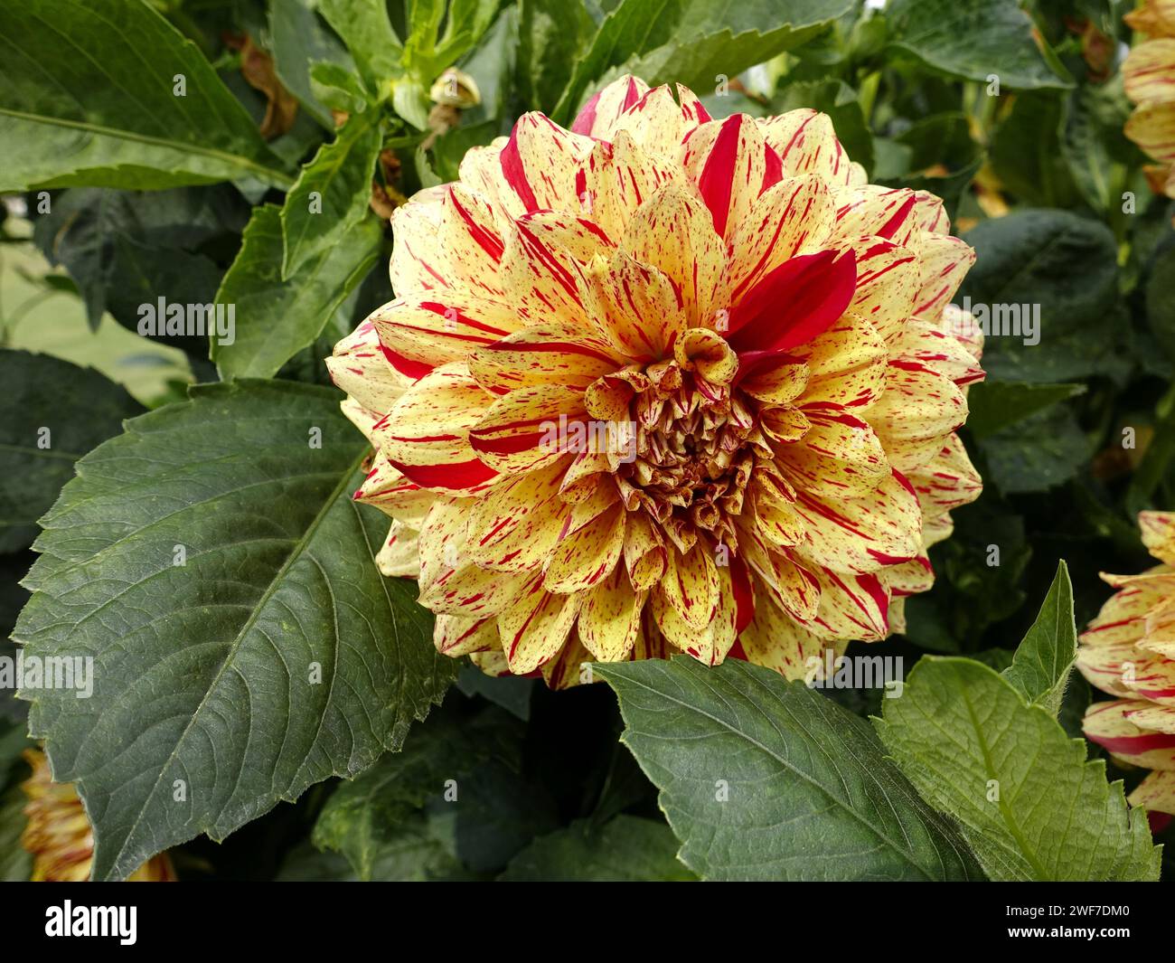 Orange dahlias garden plant hi-res stock photography and images - Alamy
