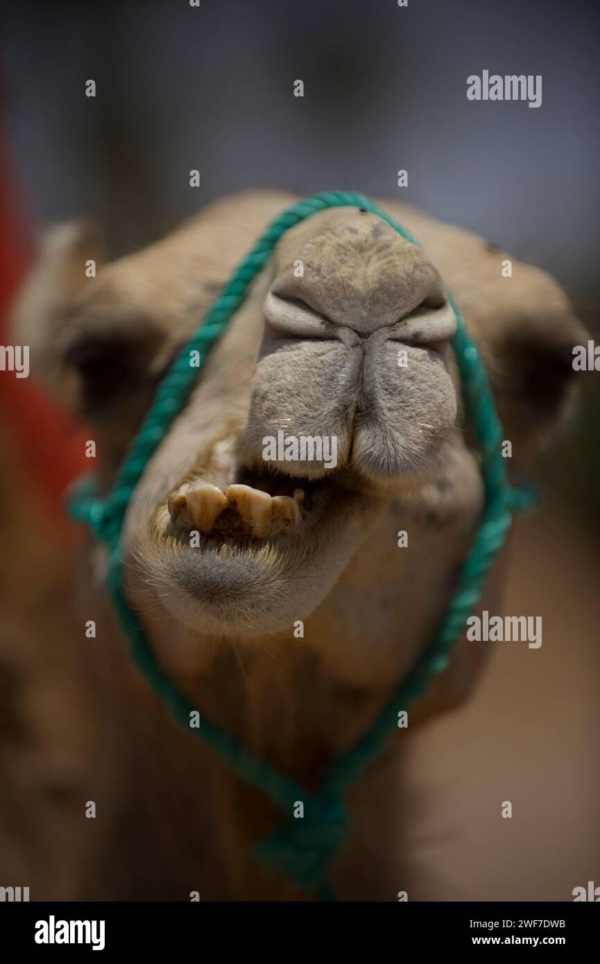 Camel close up teeth hi-res stock photography and images - Alamy