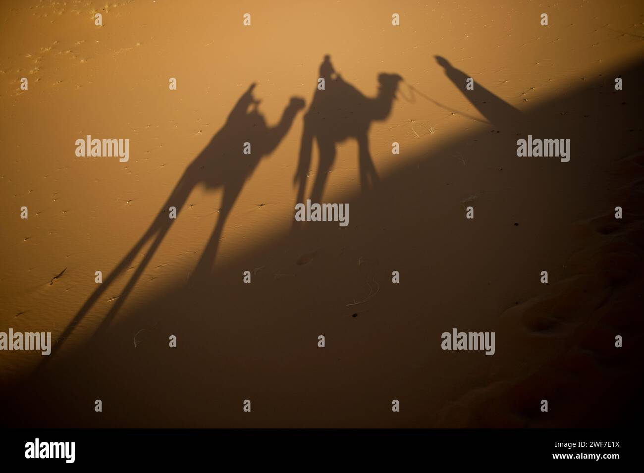 Desert camel guides take tourists for a ride over the sand dunes at ...