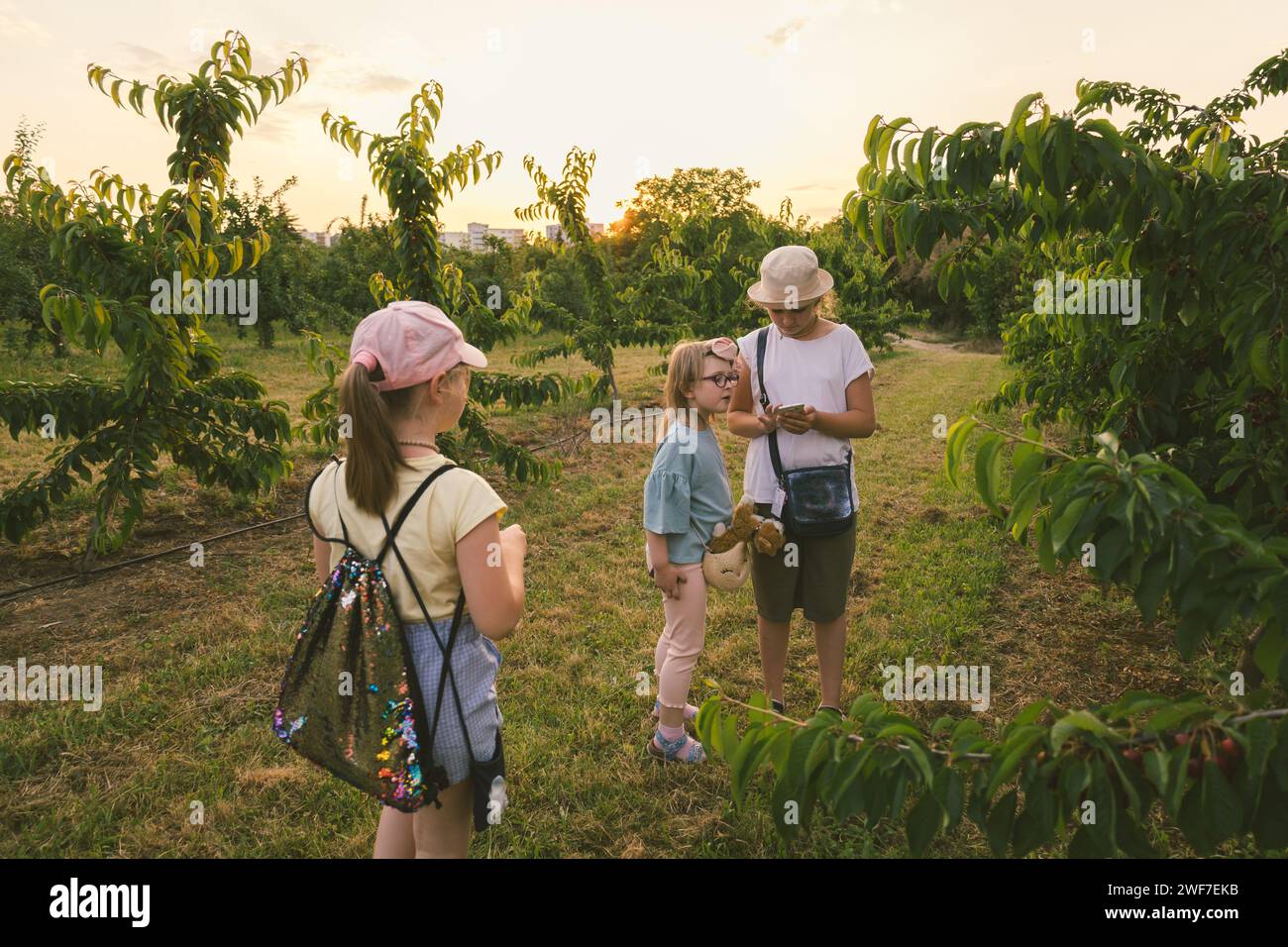 children play outdoors in sweet cherry orchards, summer, harvest Stock Photo - Alamy