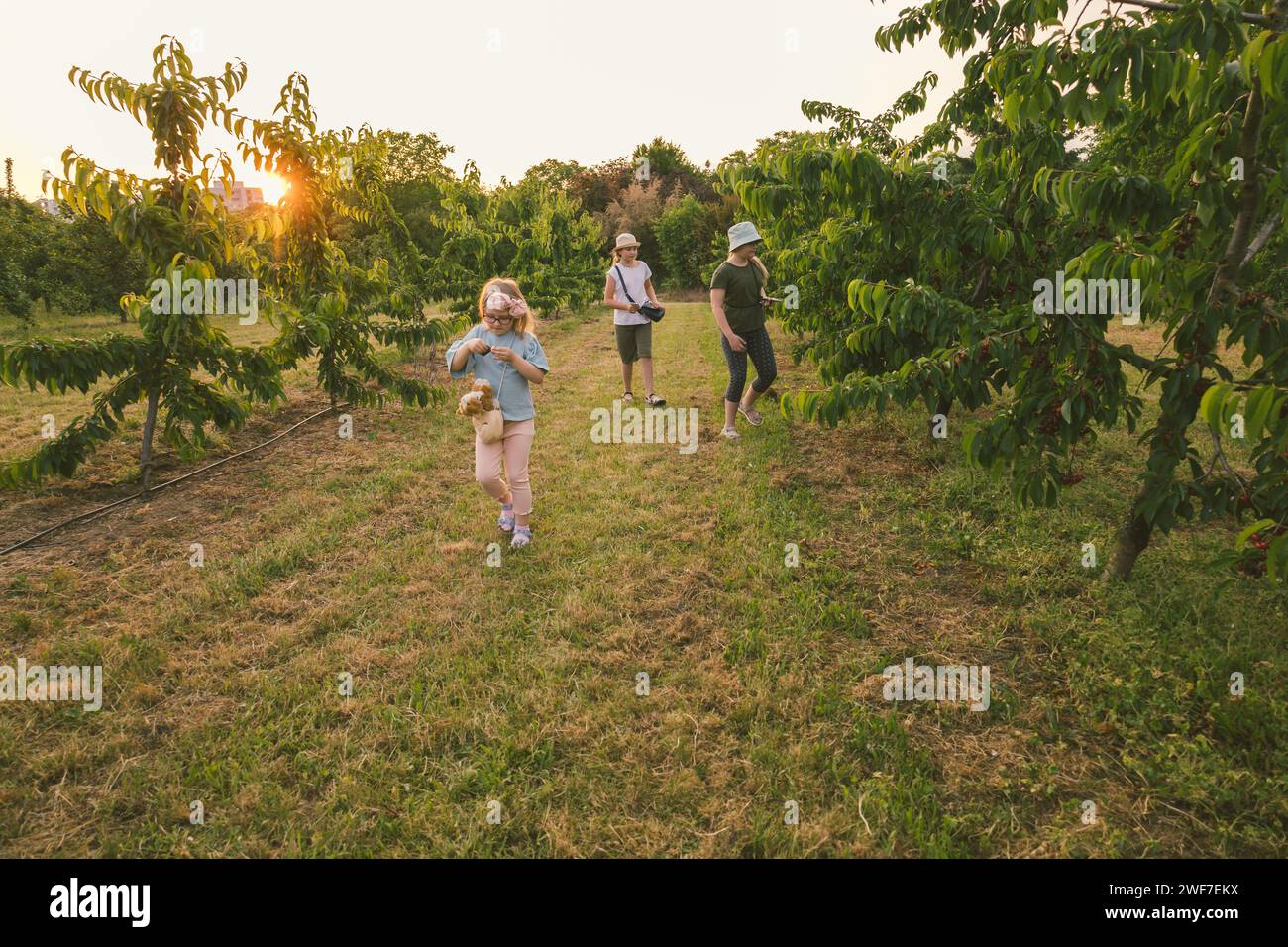 children play outdoors in sweet cherry orchards, summer, harvest Stock Photo - Alamy