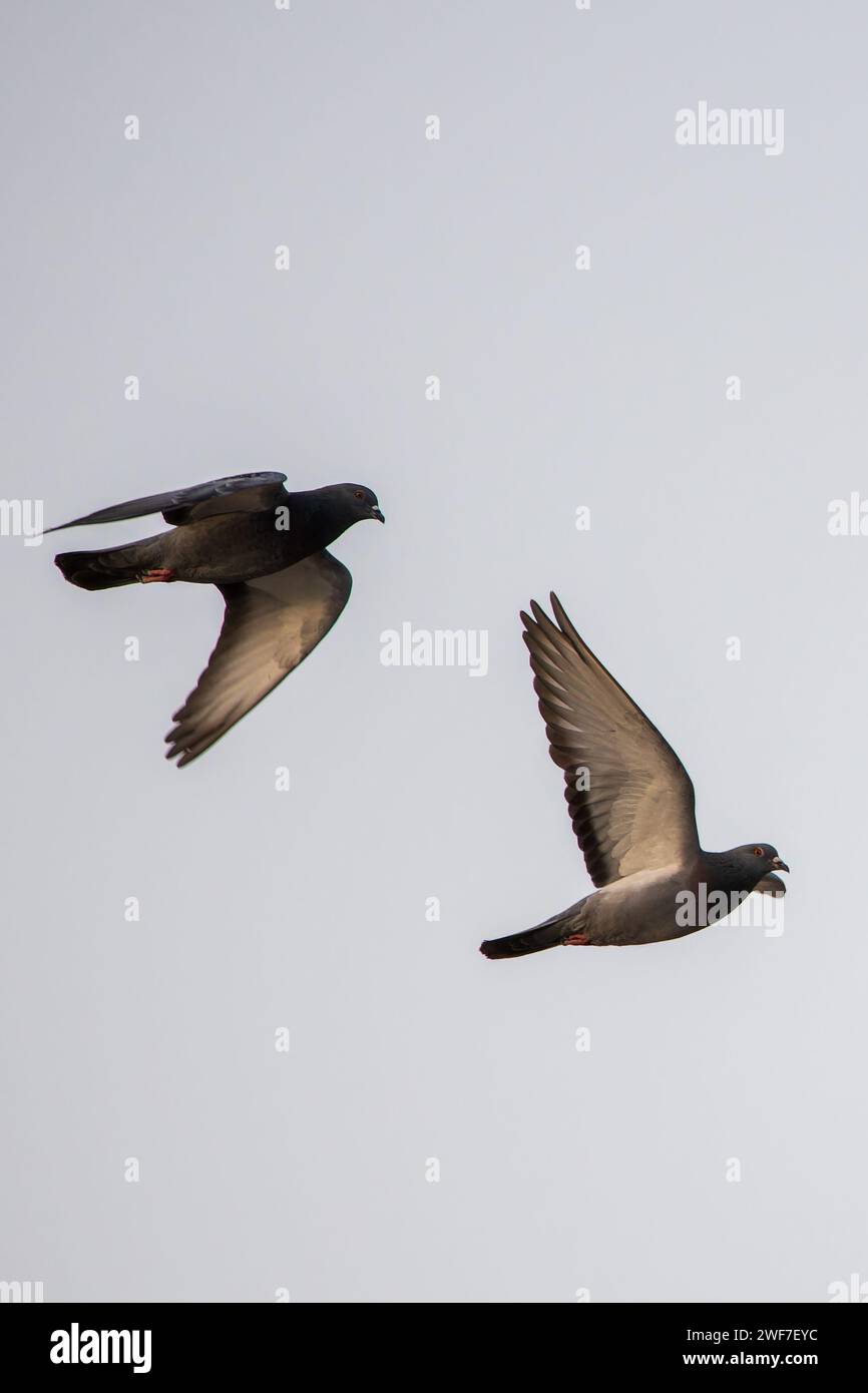The two rock doves soaring side by side in the sky Stock Photo - Alamy