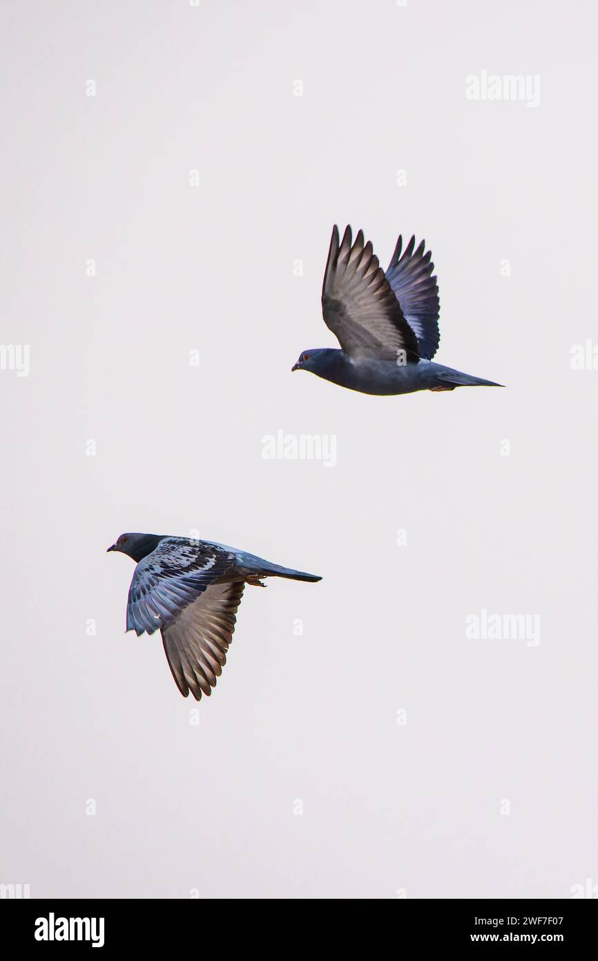 The two rock doves soaring side by side in the sky Stock Photo - Alamy