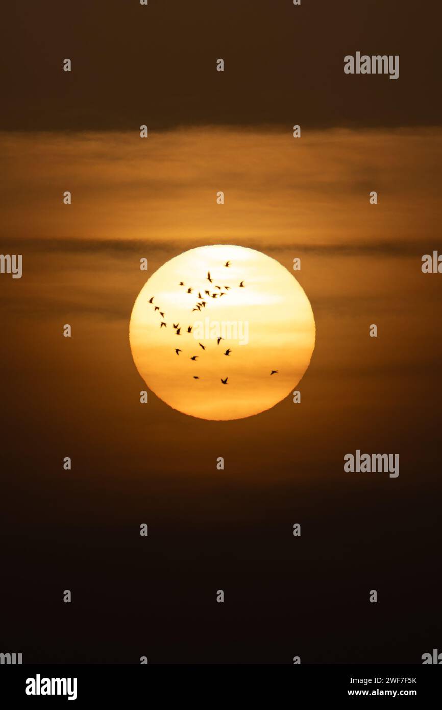 Scenic beauty of sunset with birds hi-res stock photography and images ...