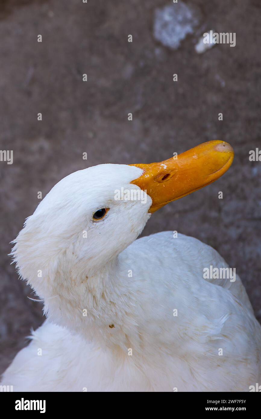 White duck with orange beak hi-res stock photography and images - Alamy