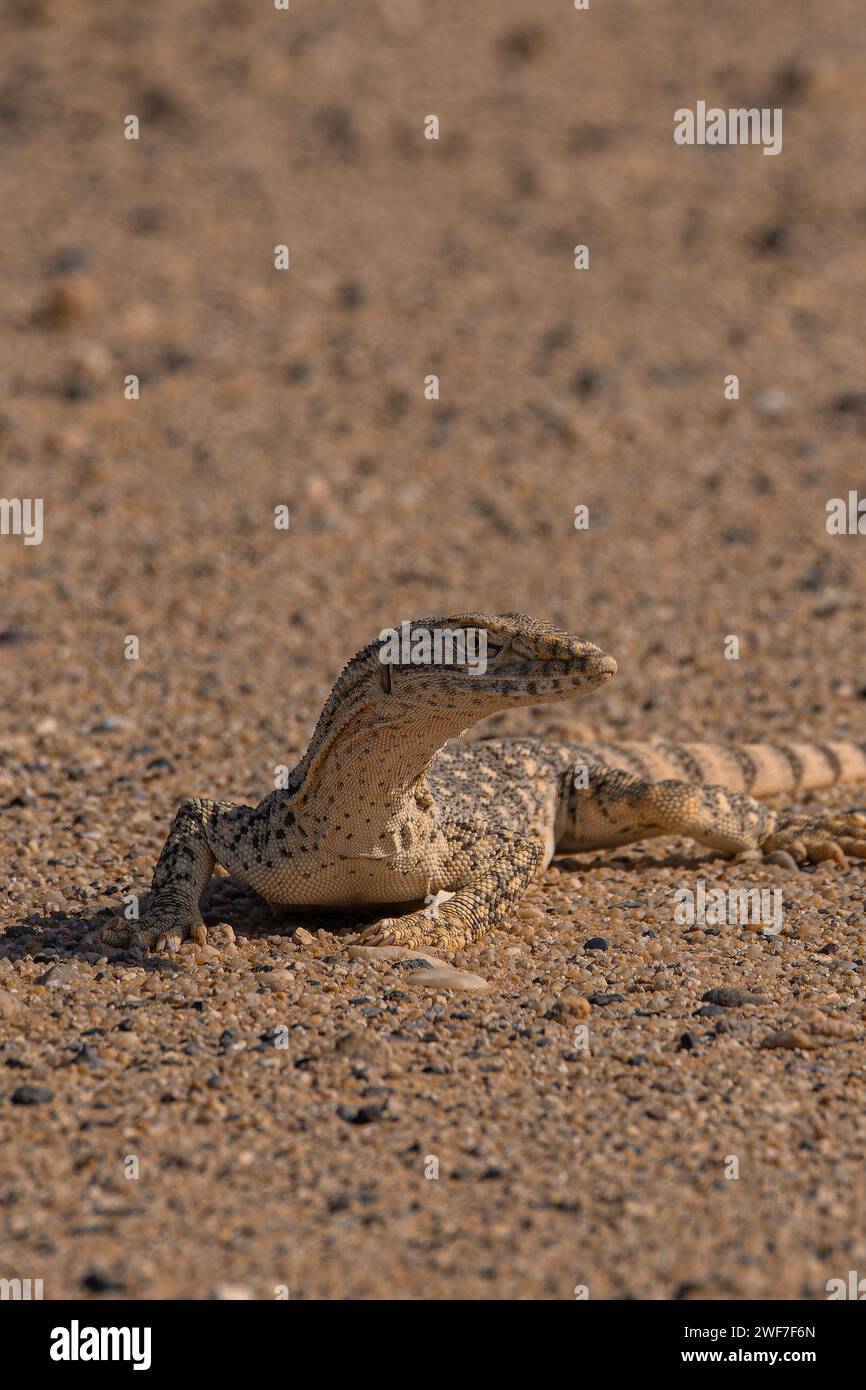 A desert monitor pictured in an arid landscape Stock Photo - Alamy