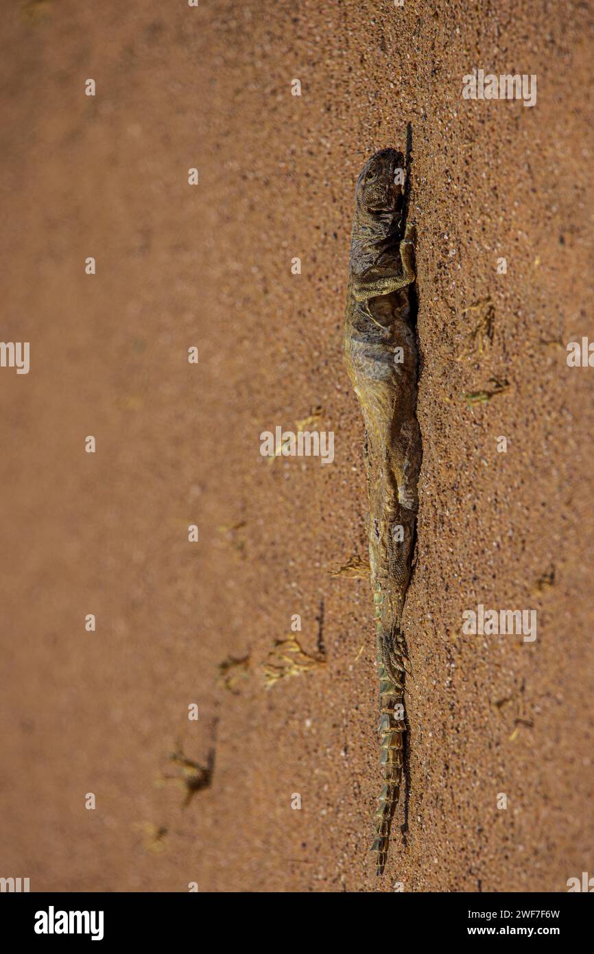 Camouflage to the environment hi-res stock photography and images - Alamy