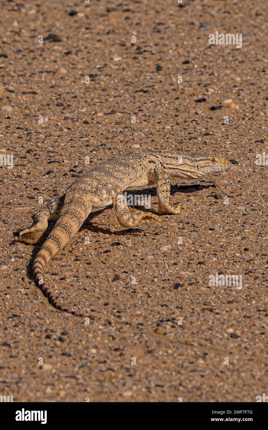 A desert monitor pictured in an arid landscape Stock Photo - Alamy