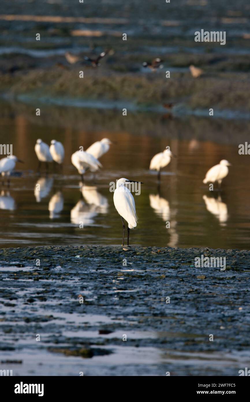 Group of little egrets hi-res stock photography and images - Alamy