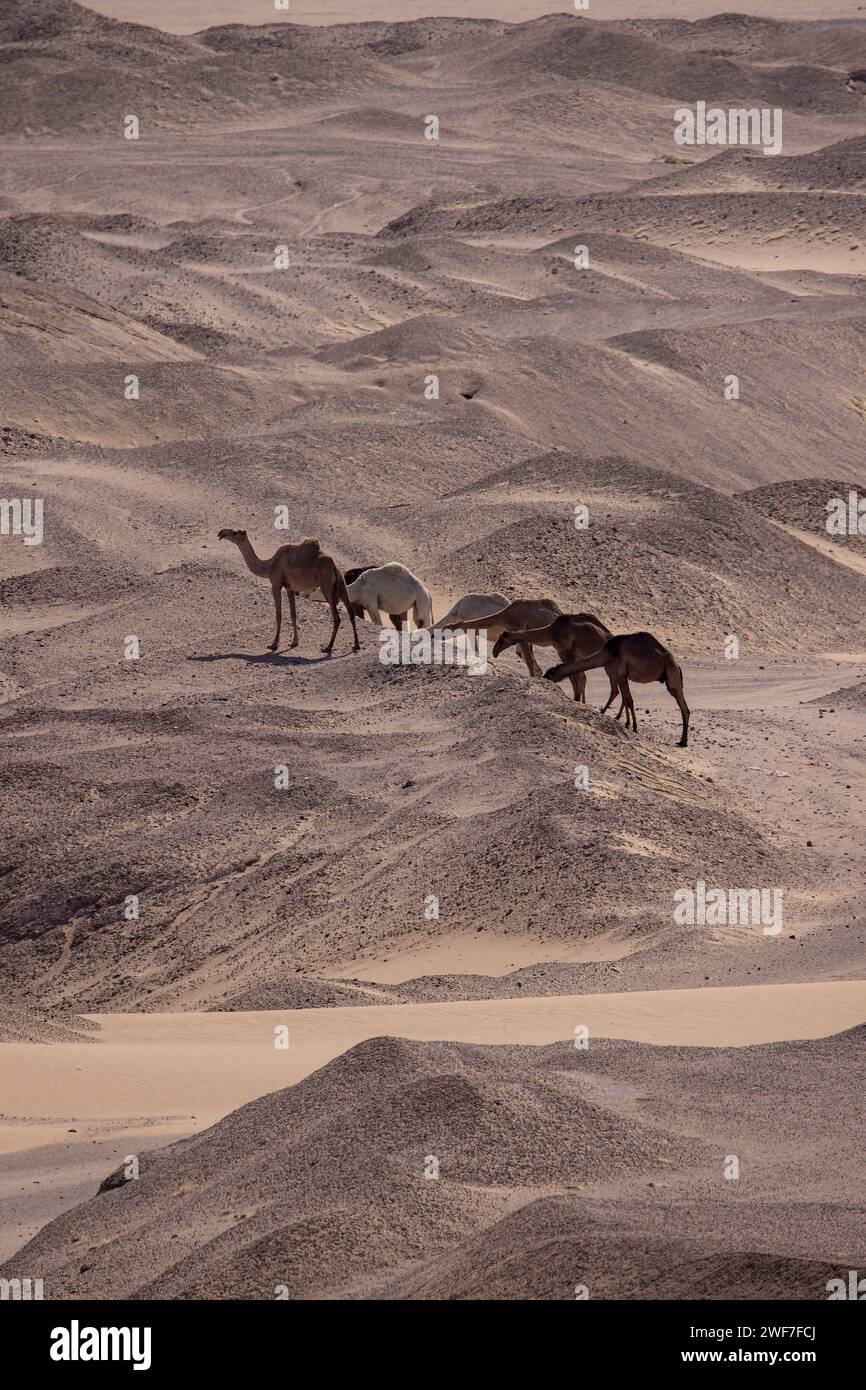 Desert group of animals hi-res stock photography and images - Alamy