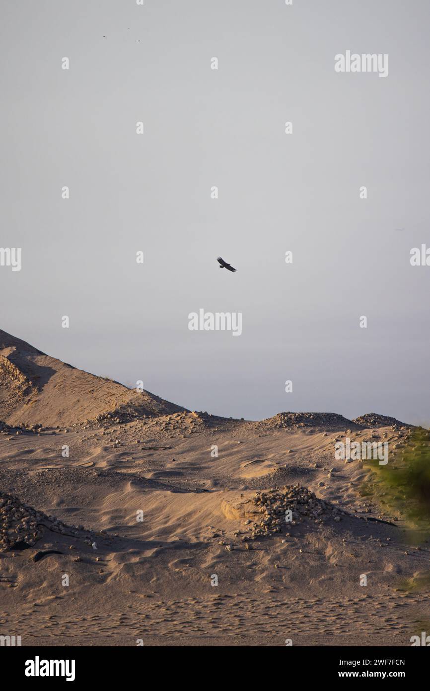Desert eagle hi-res stock photography and images - Alamy