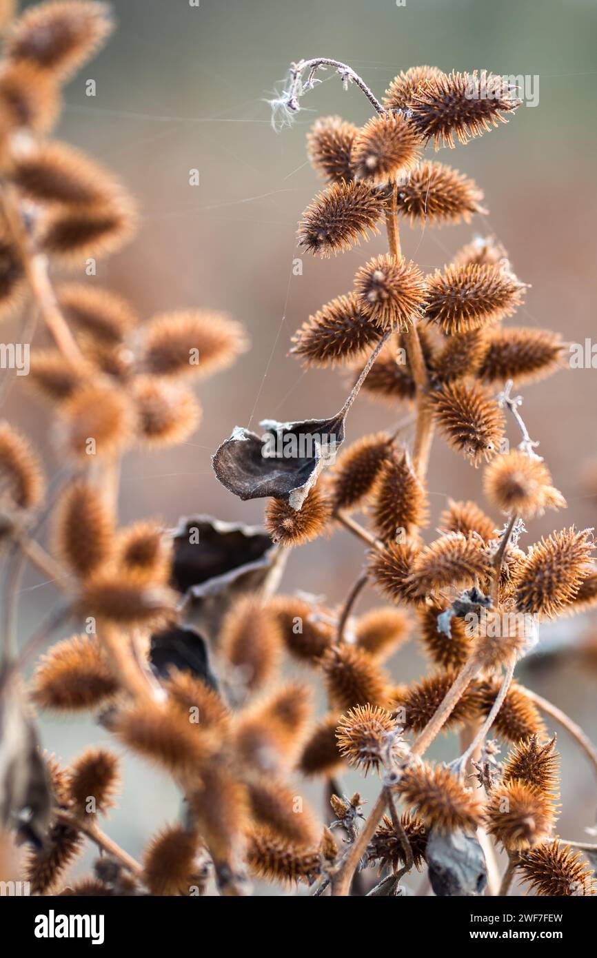 dried bush covered with cobwebs Stock Photo - Alamy