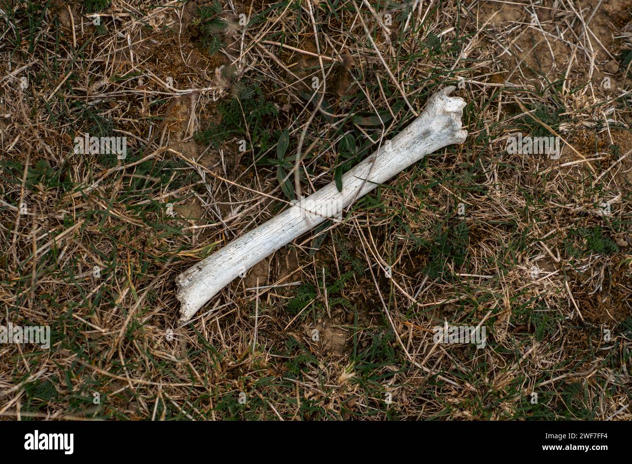 old bone in an autumn field Stock Photo - Alamy