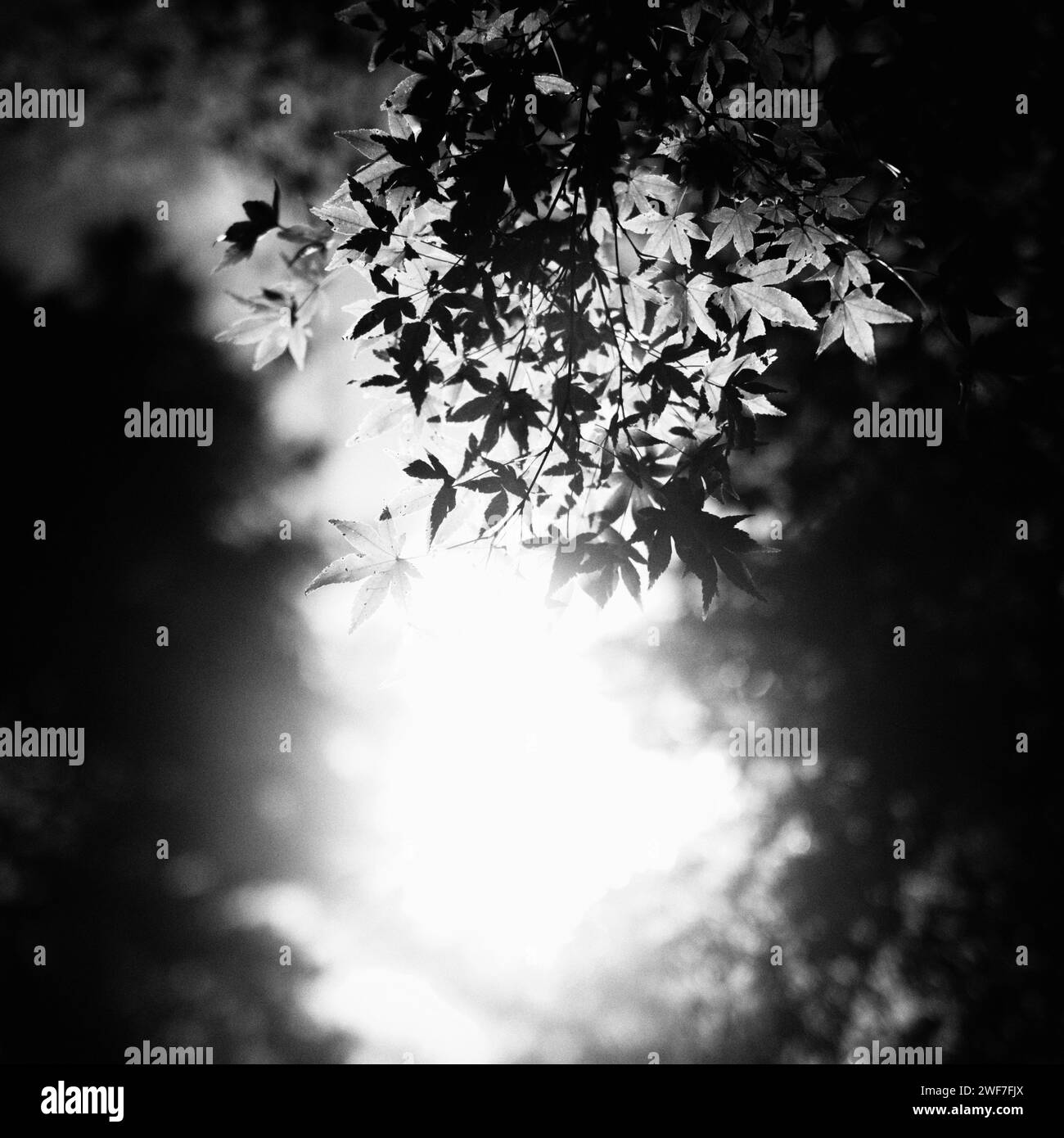 Backlit maple leaves Black and White Stock Photos & Images - Alamy