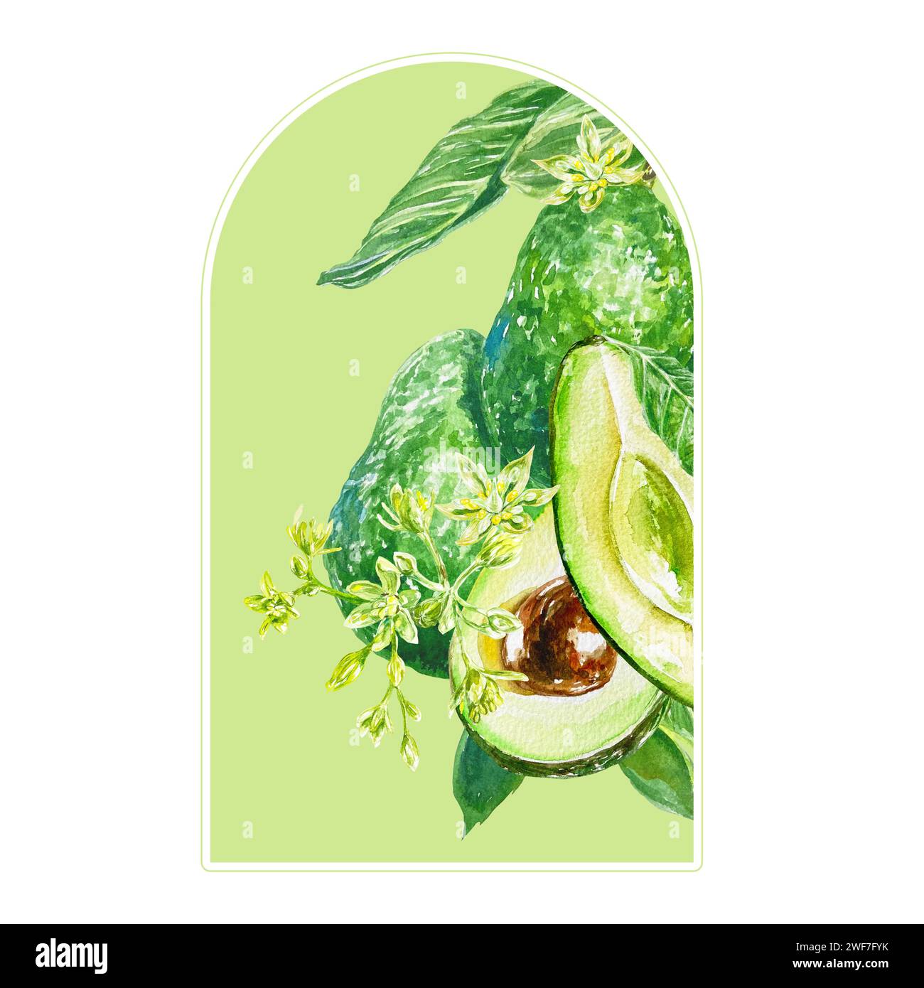 Avocado leaves illustration hi-res stock photography and images - Alamy