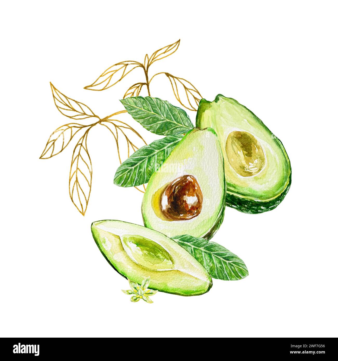 Avocado watercolor. Whole fruit, half, leaves. Illustration isolated on ...