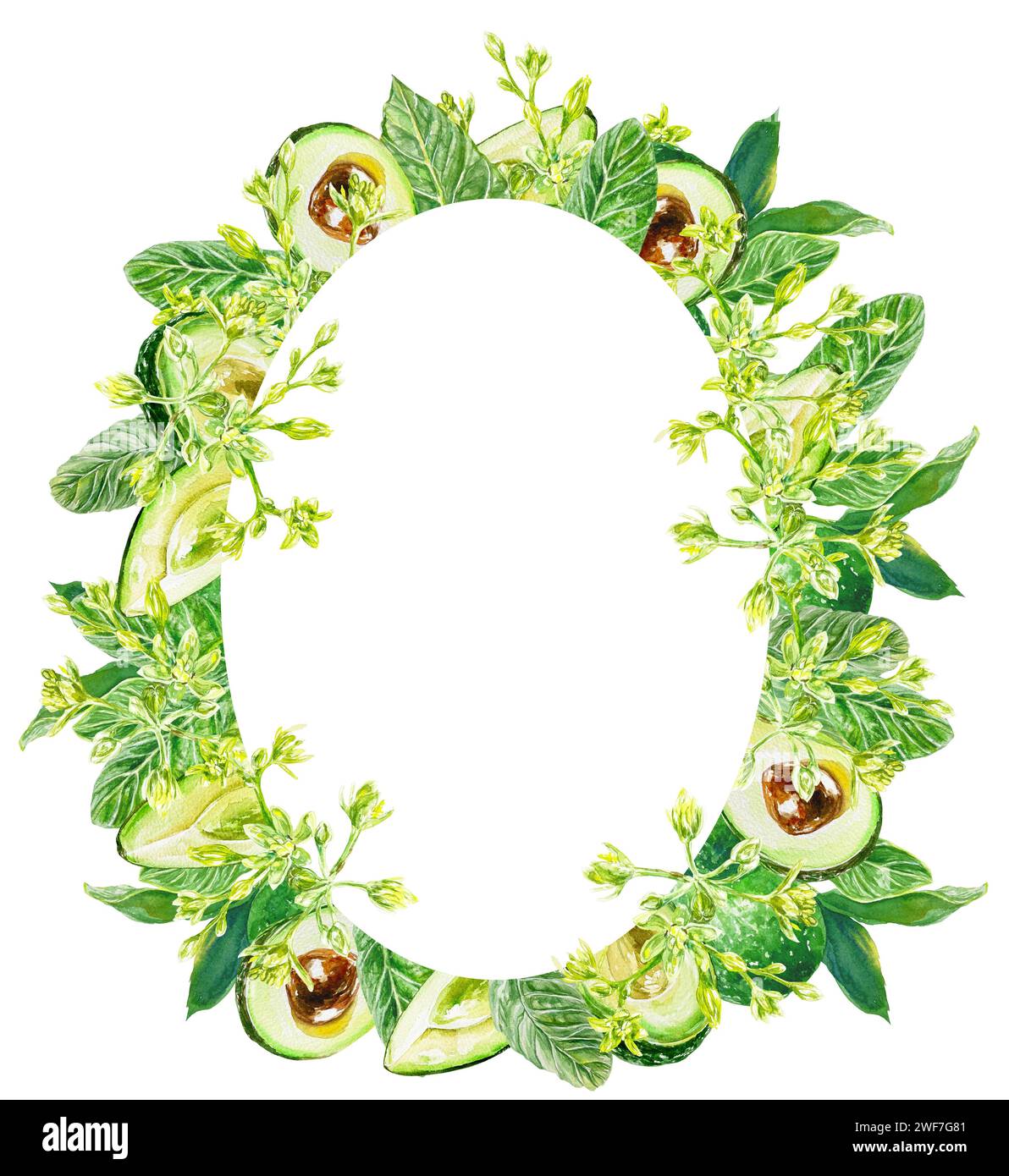 Avocado frame, oval. Half of the fruit, seed, leaves. Watercolor ...