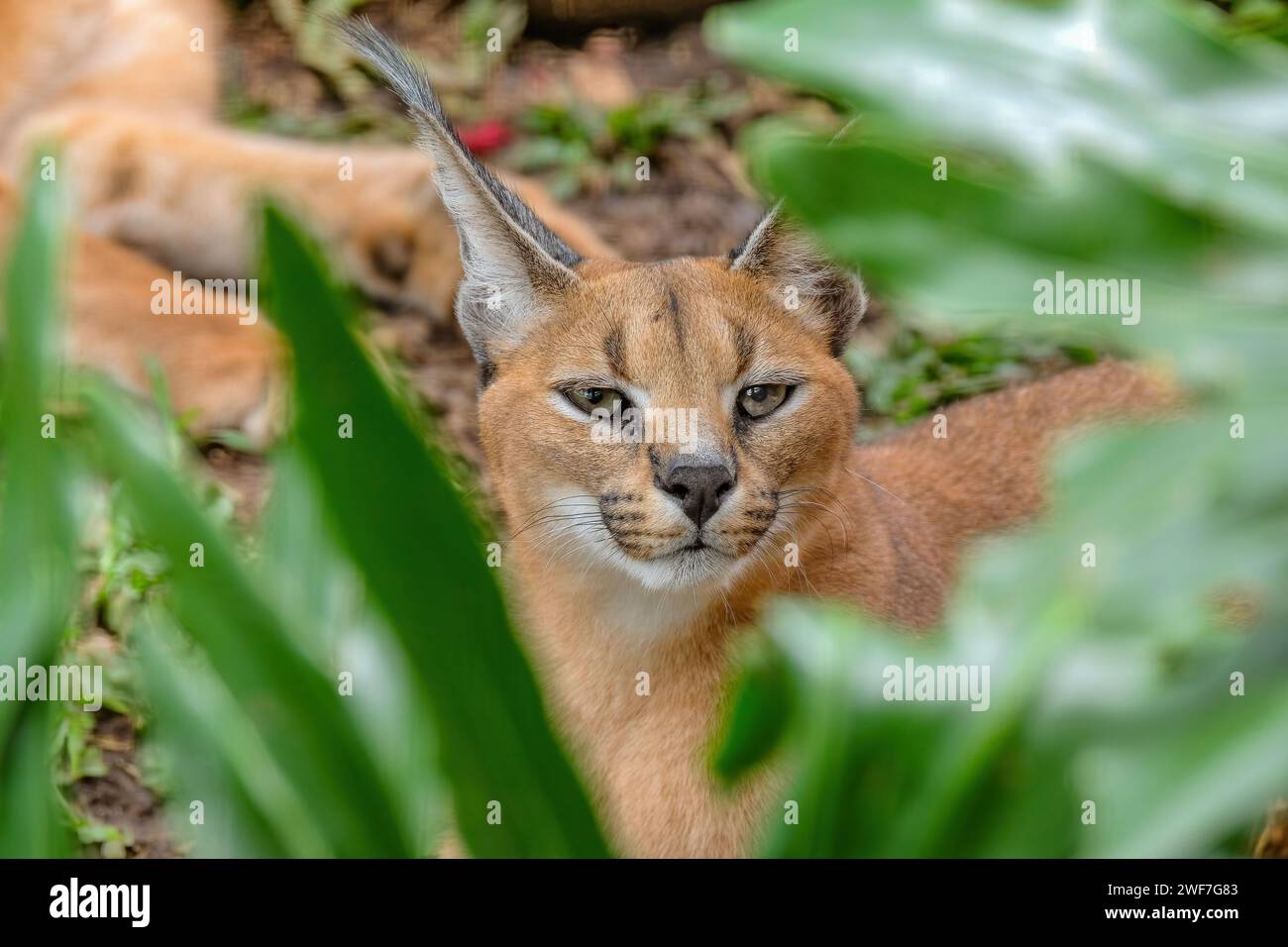 Portrait caracal felis caracal hi-res stock photography and images - Alamy