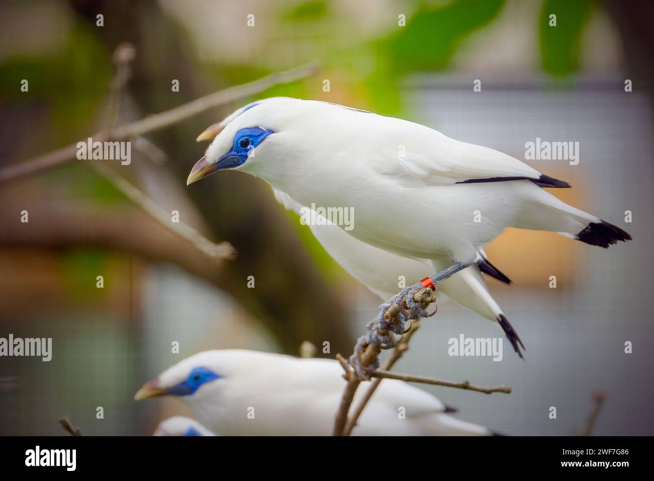 a beautiful white bird named Bali starling typical of Indonesia Stock ...