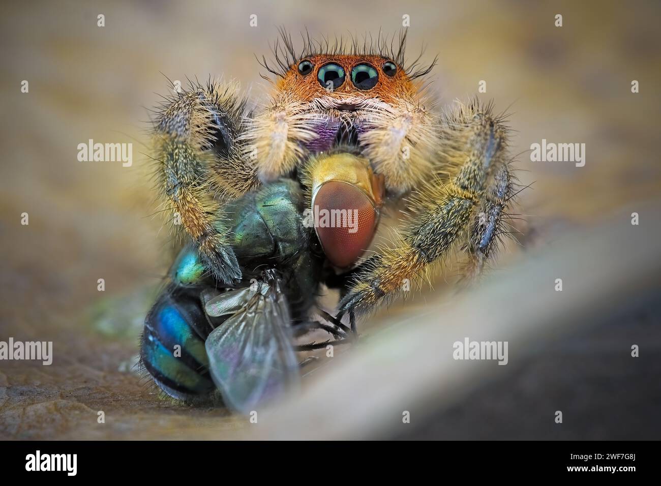 phidippus regius jumping spider with prey Stock Photo - Alamy