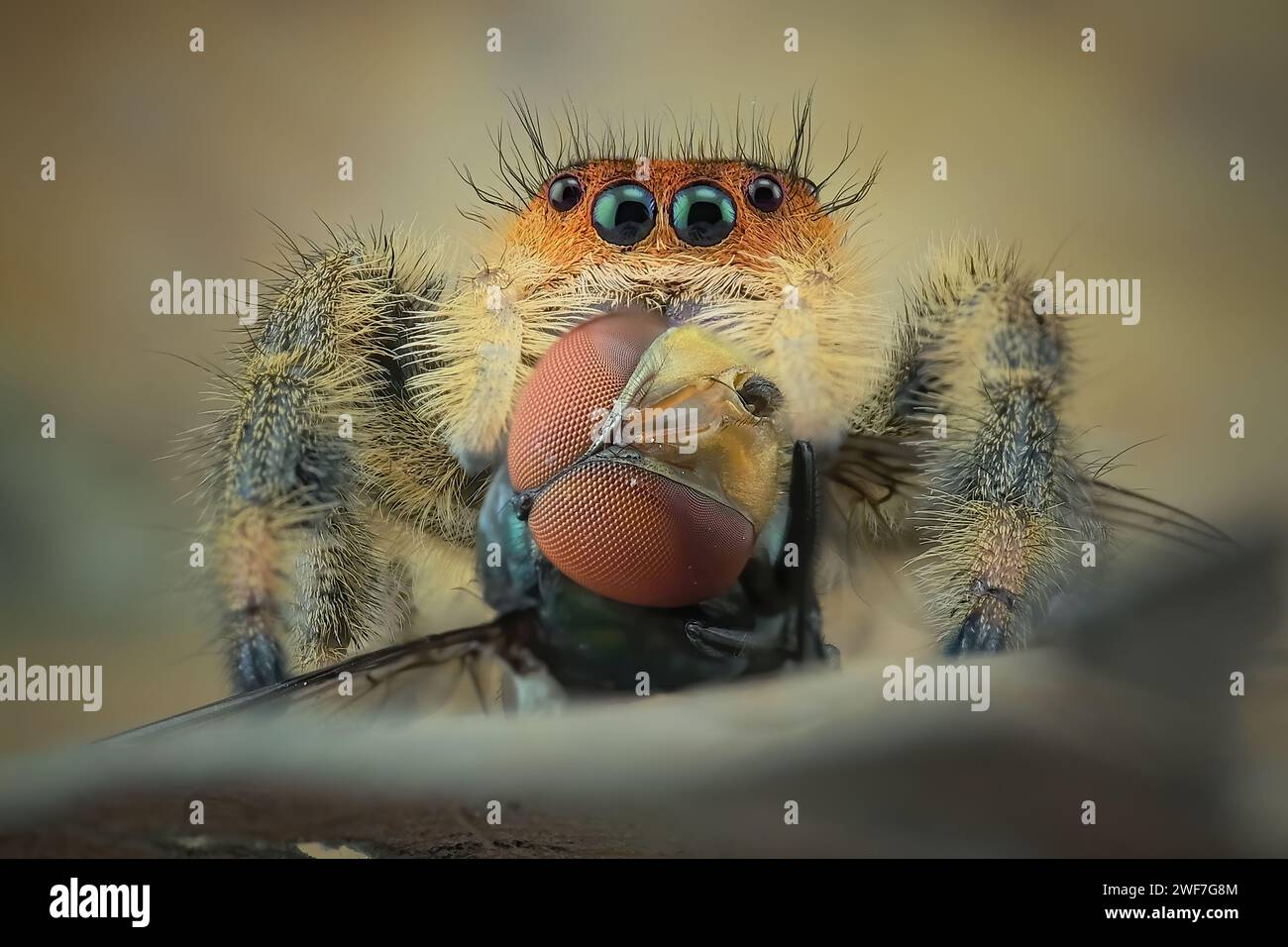 phidippus regius jumping spider with prey Stock Photo - Alamy