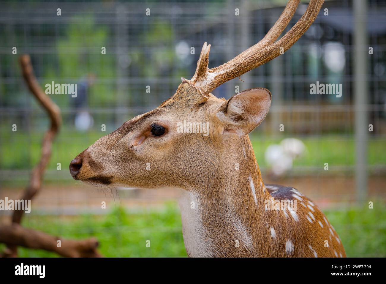 White spotted indian deer hi-res stock photography and images - Alamy