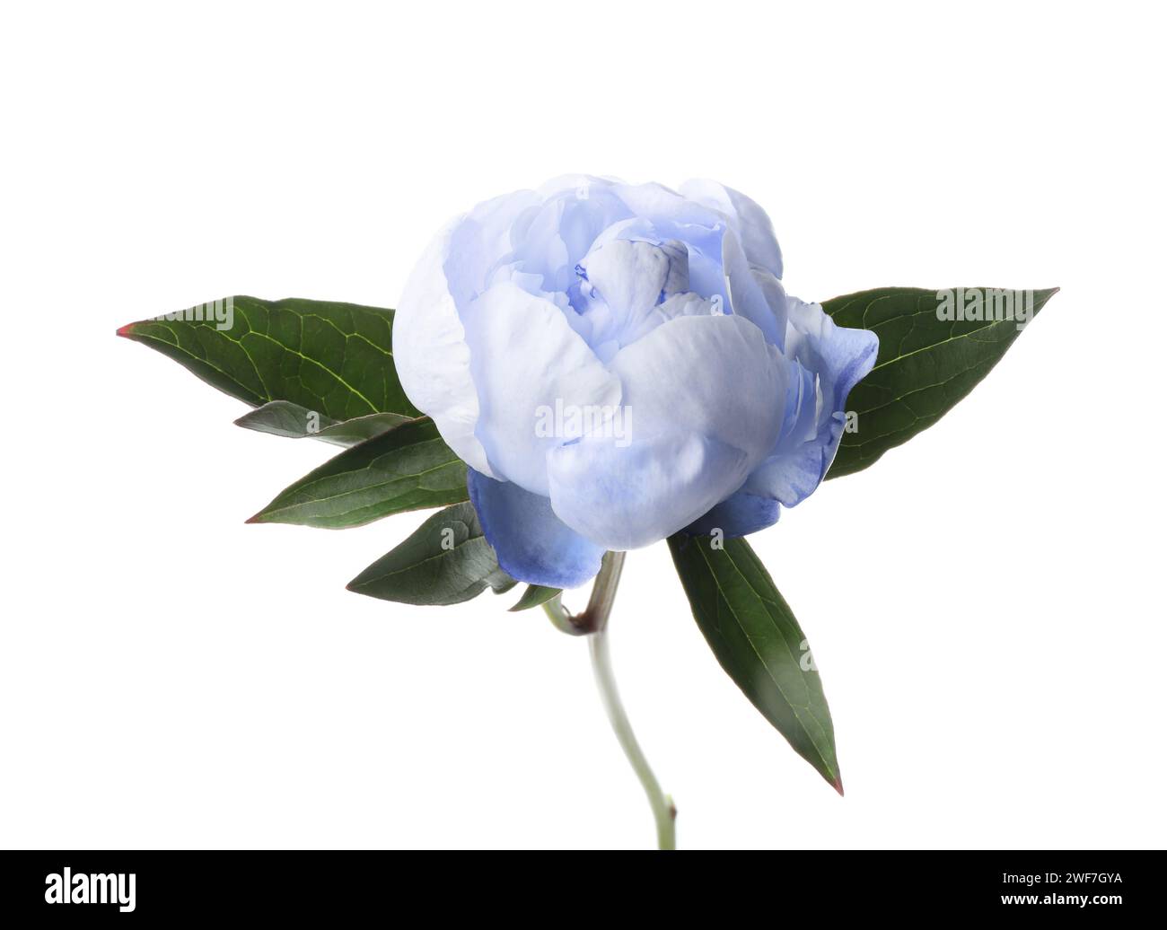 Beautiful light blue peony with green leaves on white background Stock ...