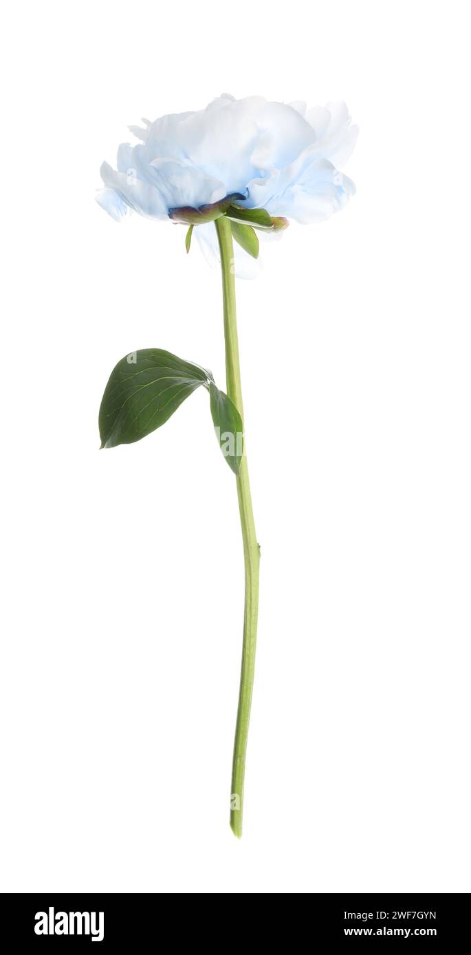 Beautiful light blue peony with green leaves on white background Stock ...