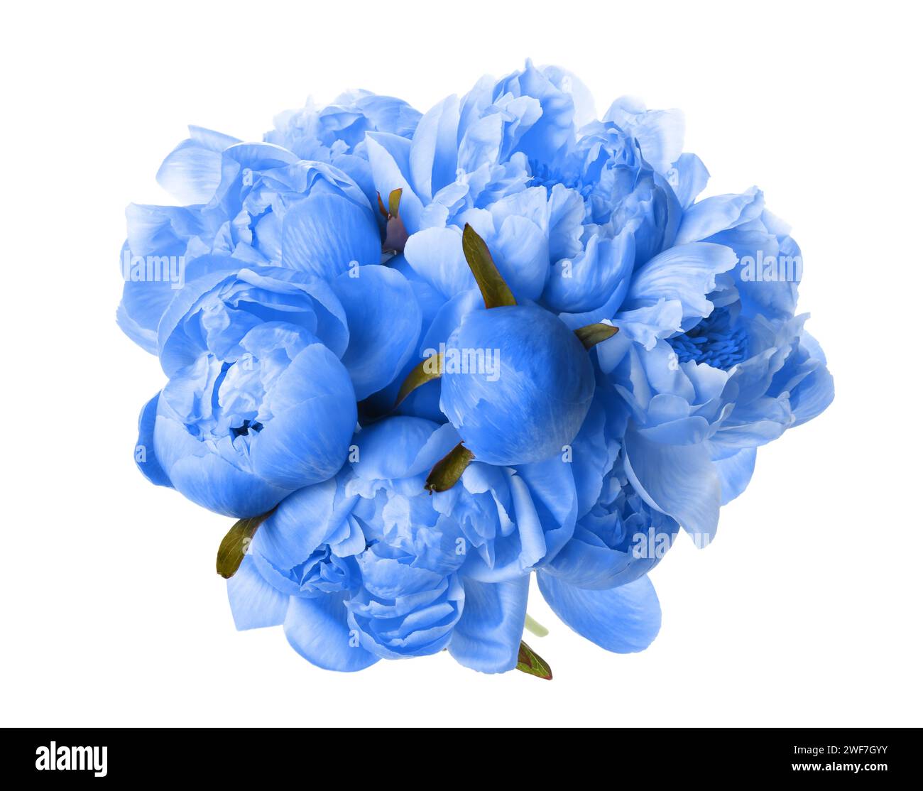 Bouquet of beautiful blue peonies on white background Stock Photo - Alamy