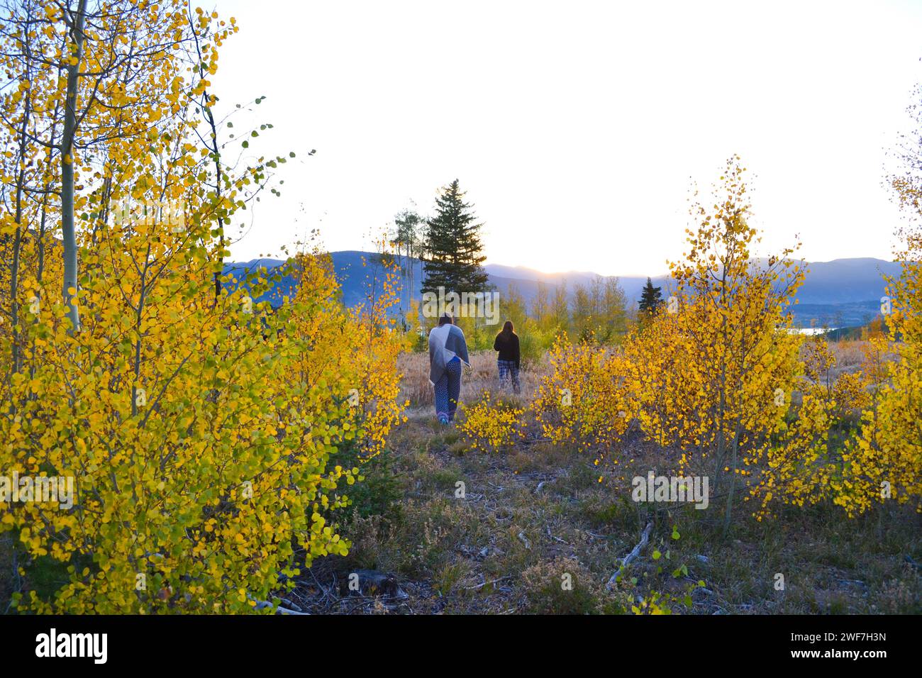 Two pine trees sunrise hi-res stock photography and images - Alamy