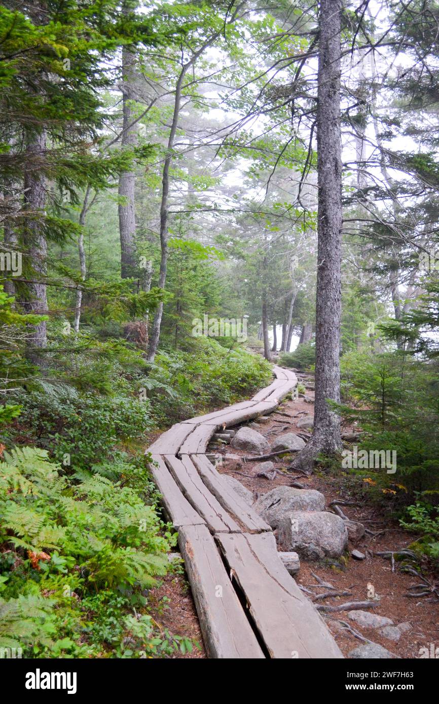 Elevated Log Trail through Acadia National Park Stock Photo - Alamy