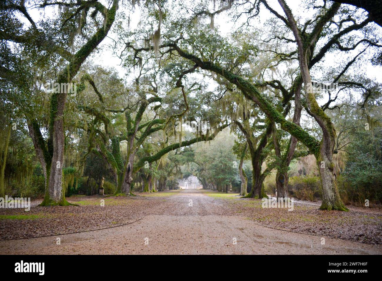 Canopy trees plantation road hi-res stock photography and images - Alamy