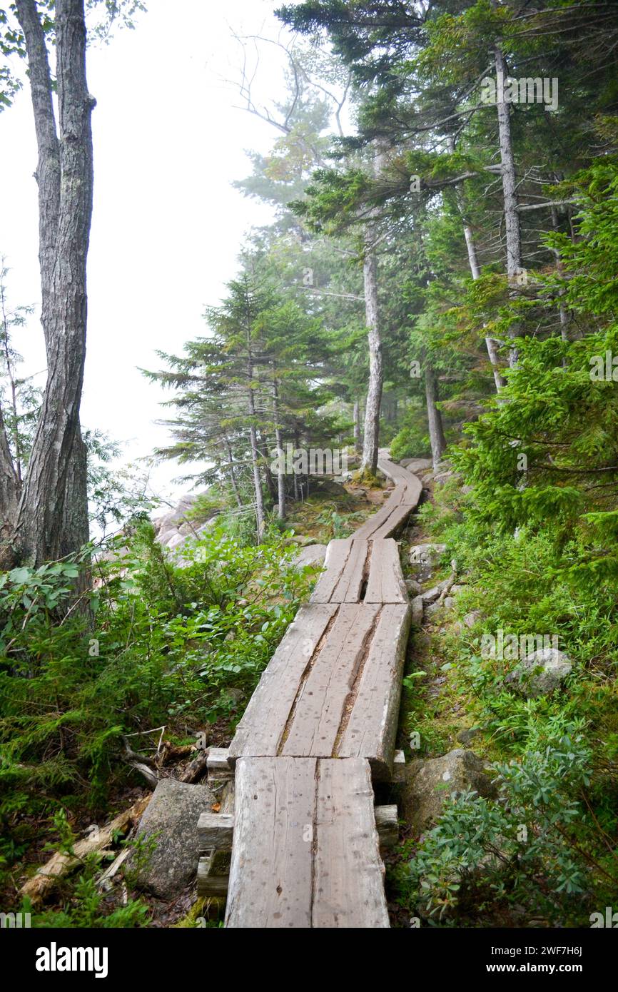 Elevated Log Trail through Acadia National Park Stock Photo - Alamy