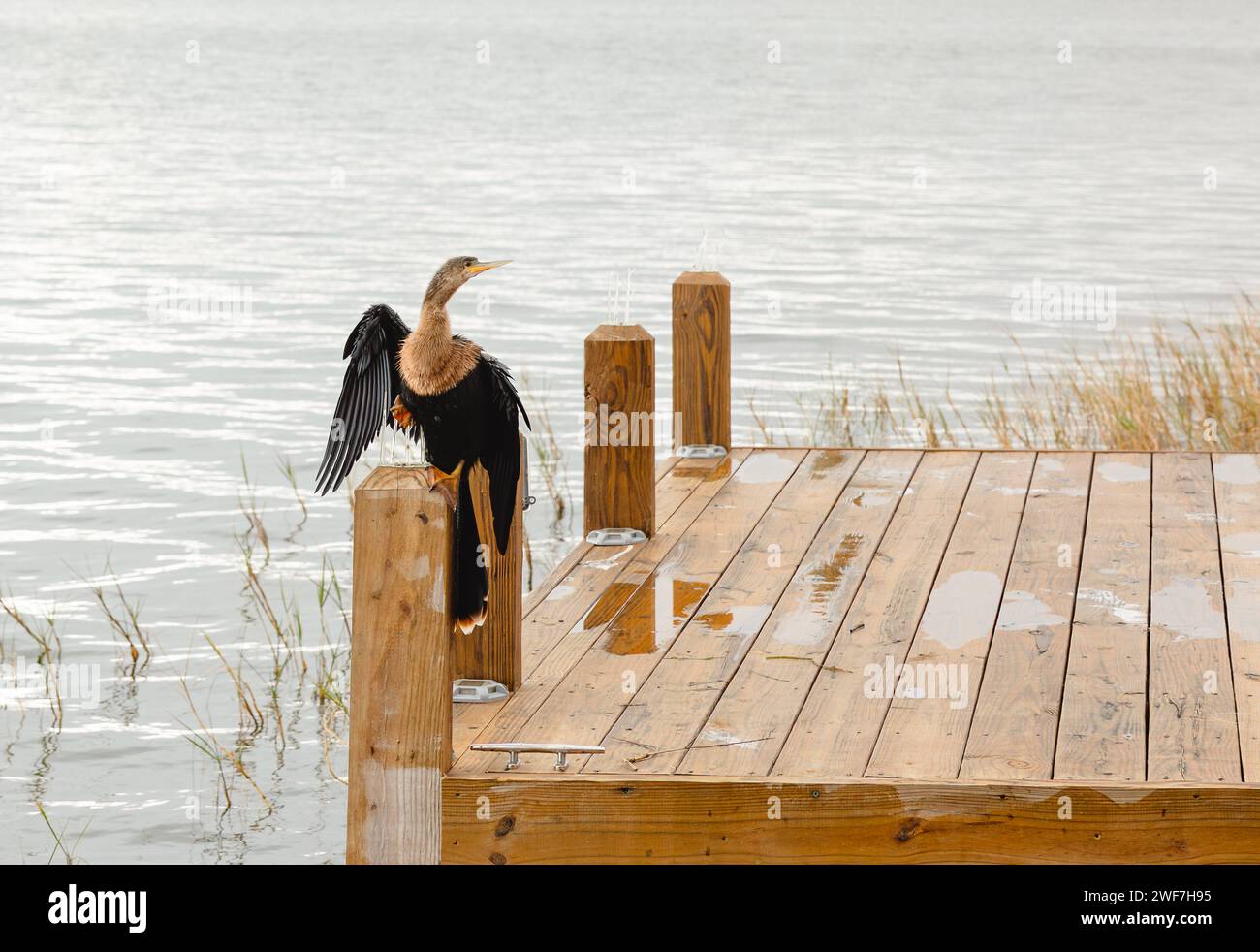 Beautiful Anhinga water bird drying perched on a dock Stock Photo - Alamy