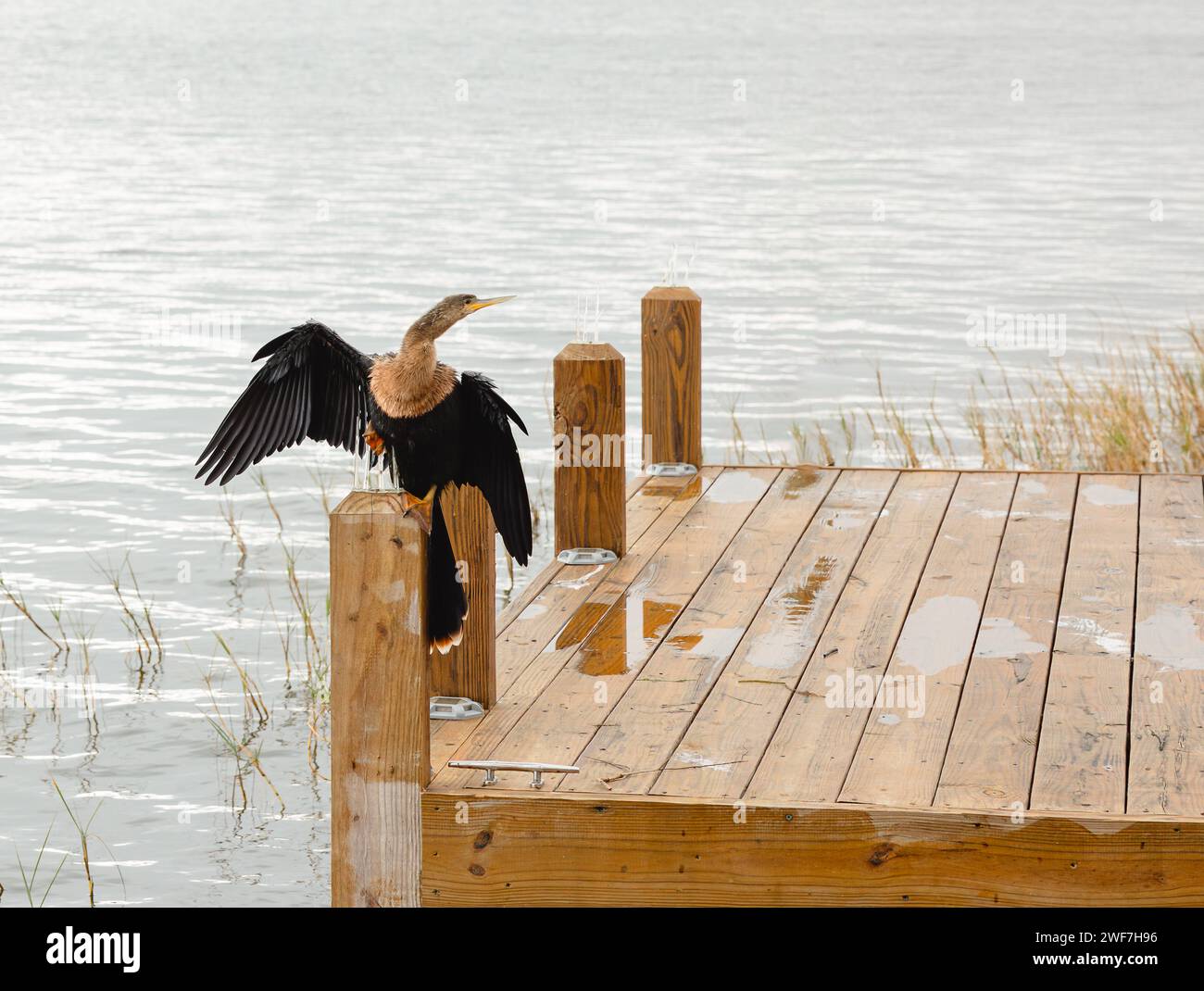 Beautiful Anhinga water bird drying feathers on dock Stock Photo - Alamy