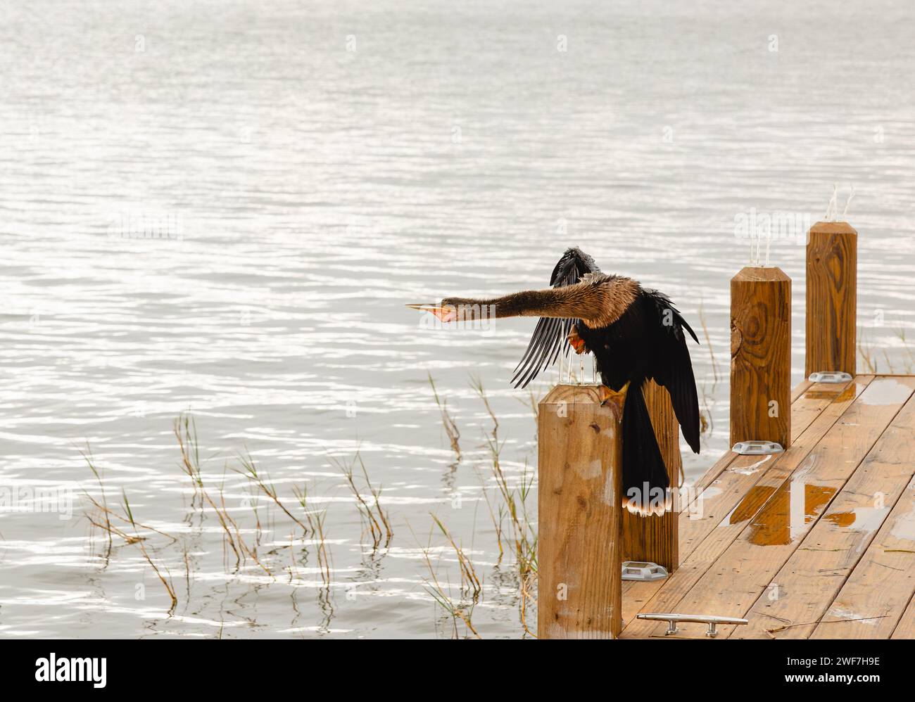 Beautiful Anhinga water bird drying on a dock at lake Stock Photo - Alamy