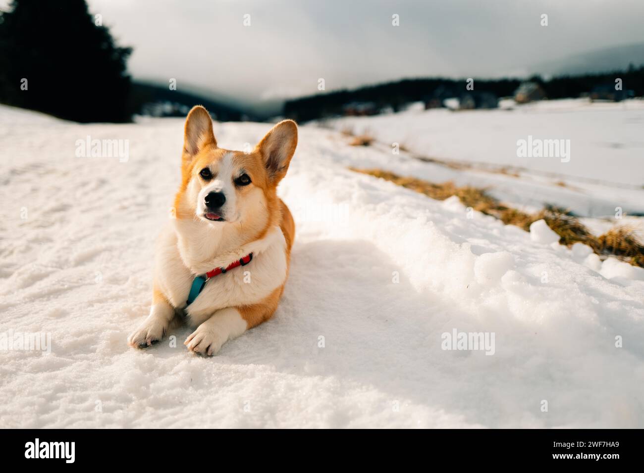 Dog corgi lies on snow hi-res stock photography and images - Alamy