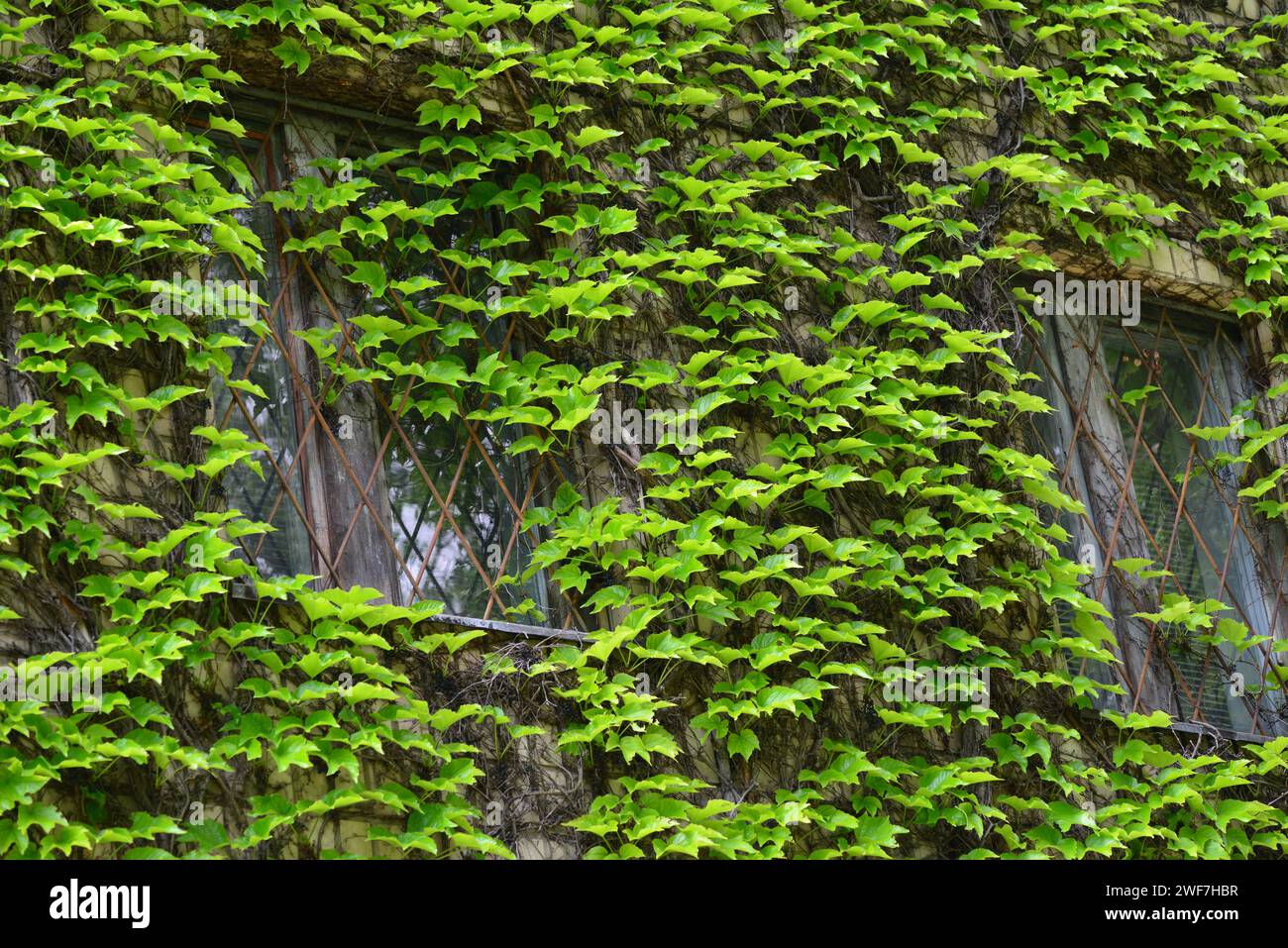 Climbing ivy old wall house hi-res stock photography and images - Alamy