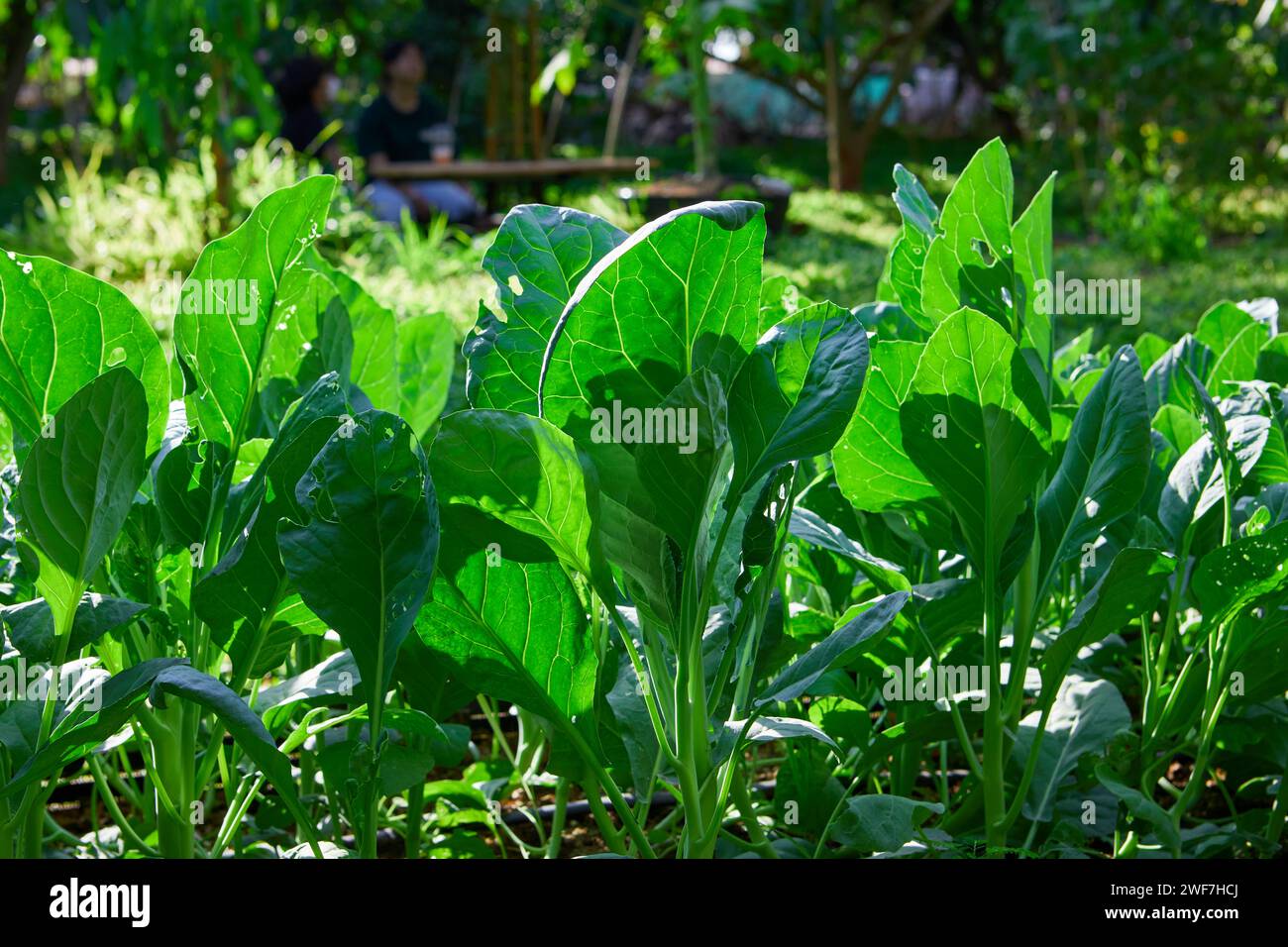 Organic green kale on field Stock Photo - Alamy