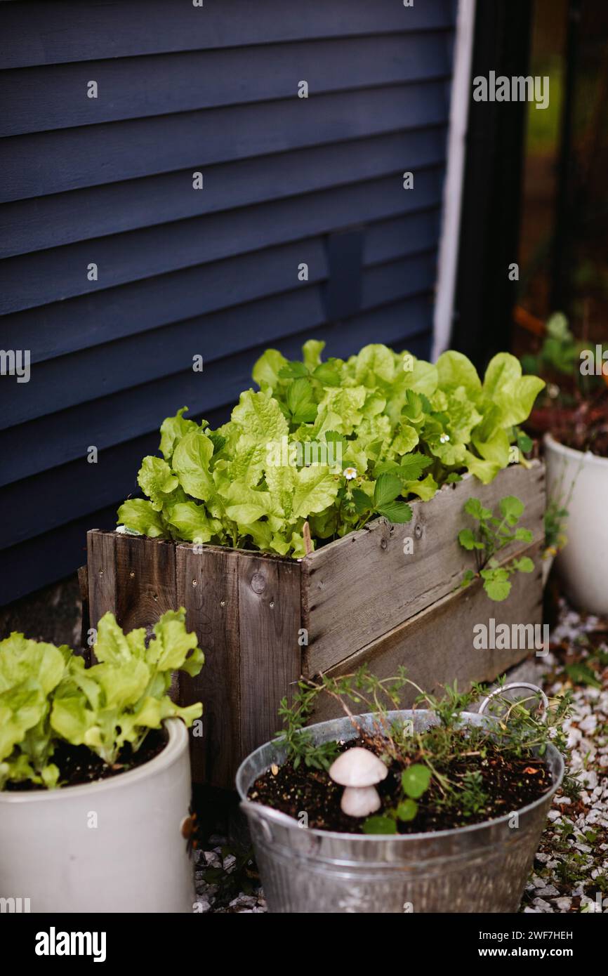 Container gardening in the early spring Stock Photo - Alamy