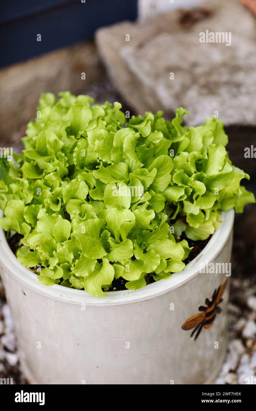 Front door Bright spring lettuce Stock Photo - Alamy