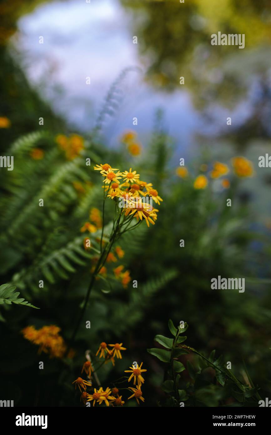 Ferns united states wildflowers hi-res stock photography and images - Alamy