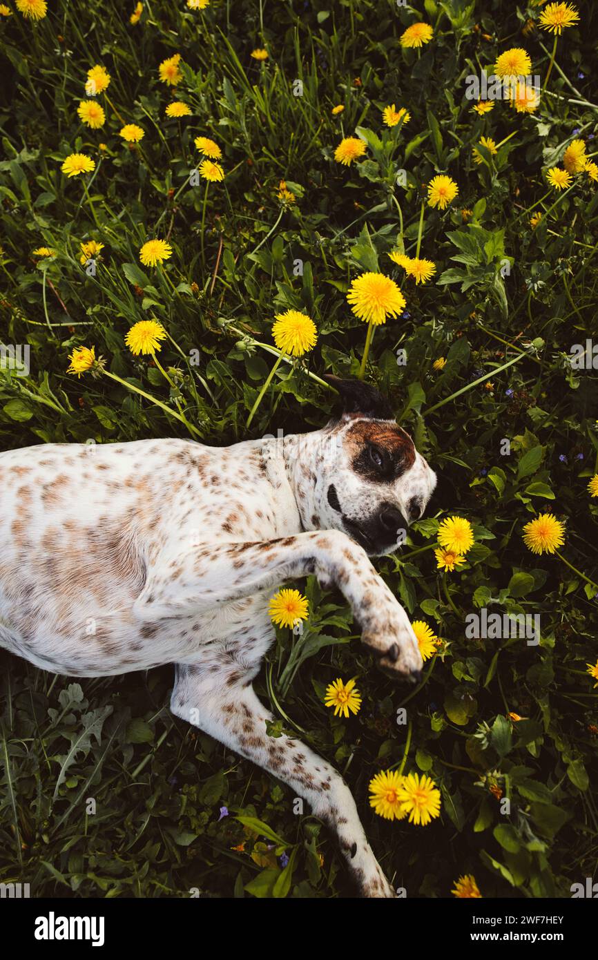 Dog in the dandelion field Stock Photo - Alamy