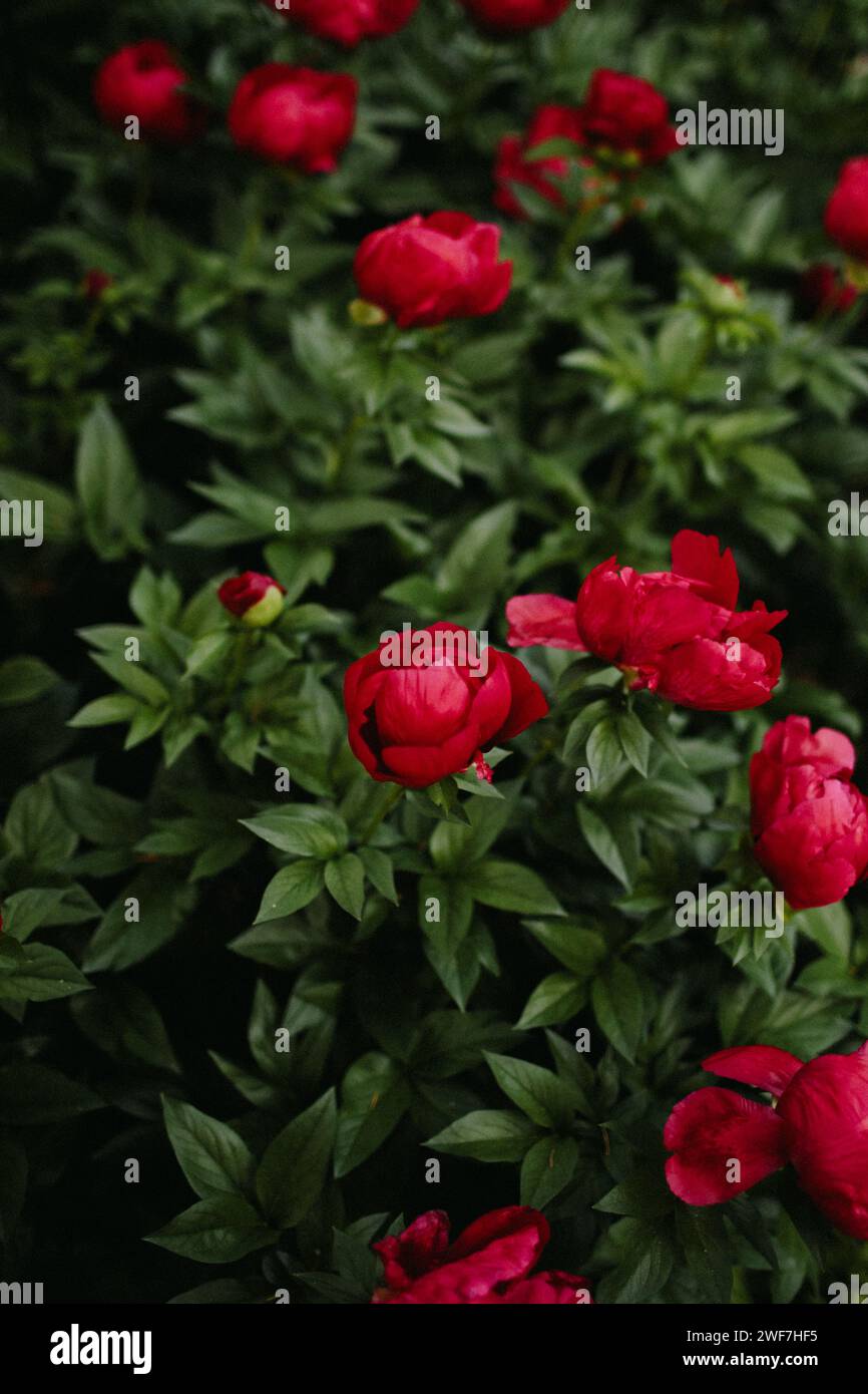 Peonies in full bloom hi-res stock photography and images - Alamy